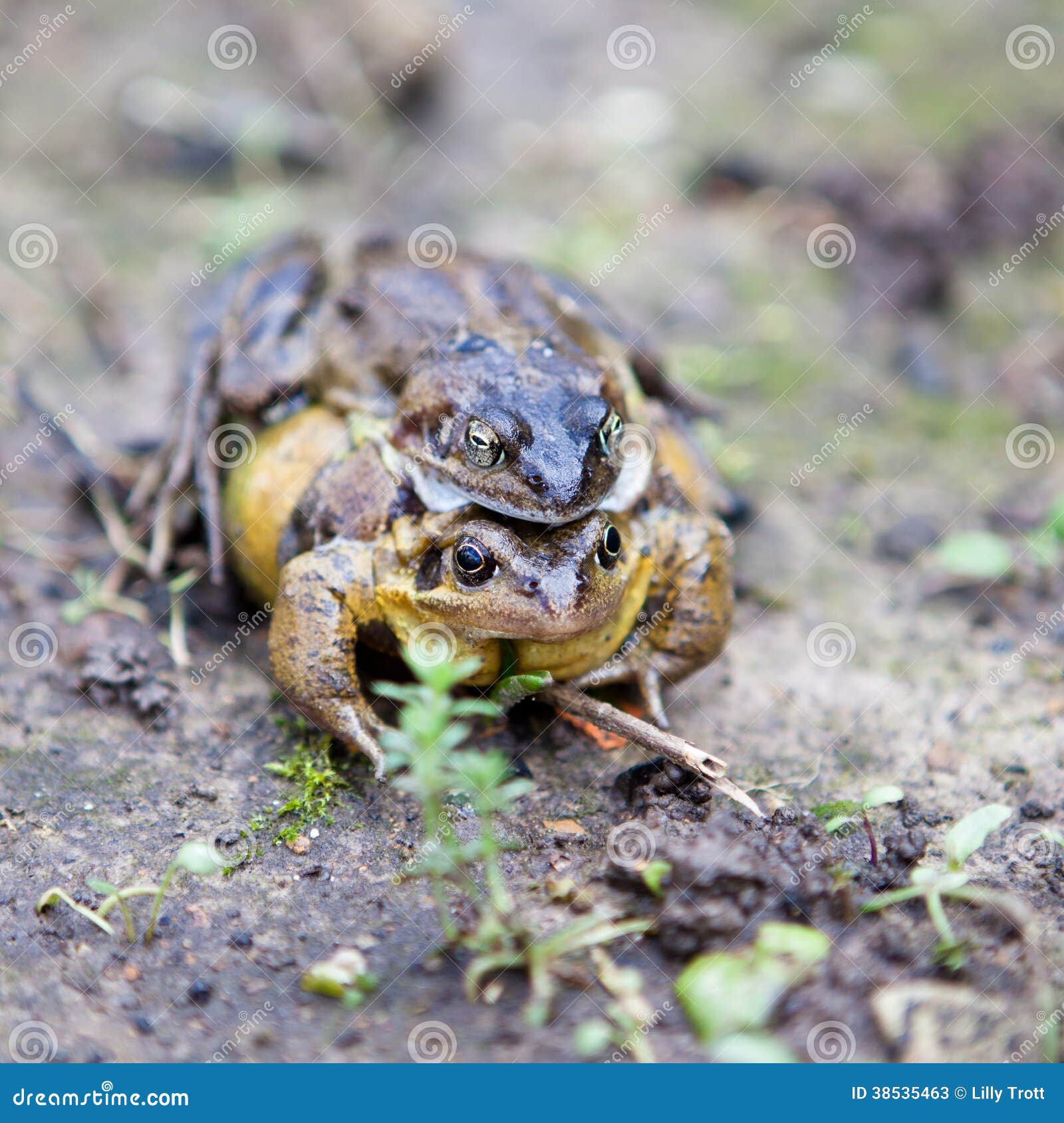 Frogs Pairing in the Forest Stock Image - Image of sitting, mating ...