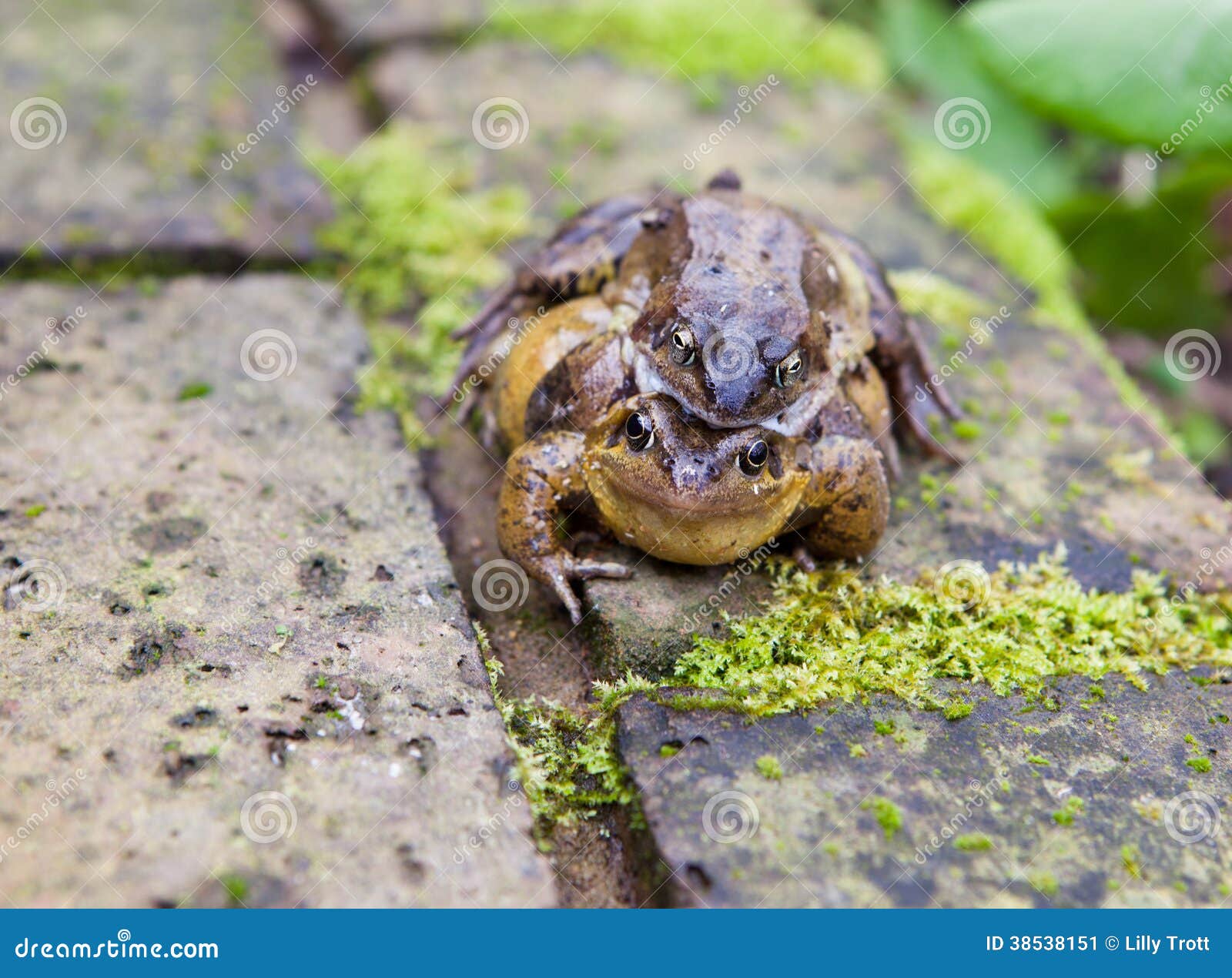 Frogs Pairing in the Forest Stock Image - Image of animal, wildlife ...