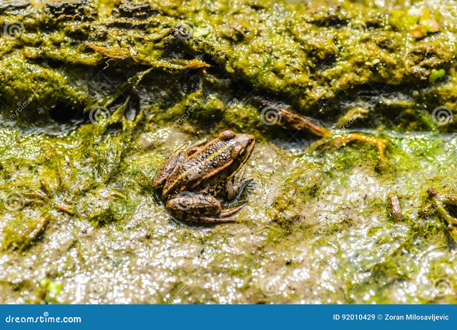 Frogs Photographed in Their Natural Environment Stock Image - Image of ...