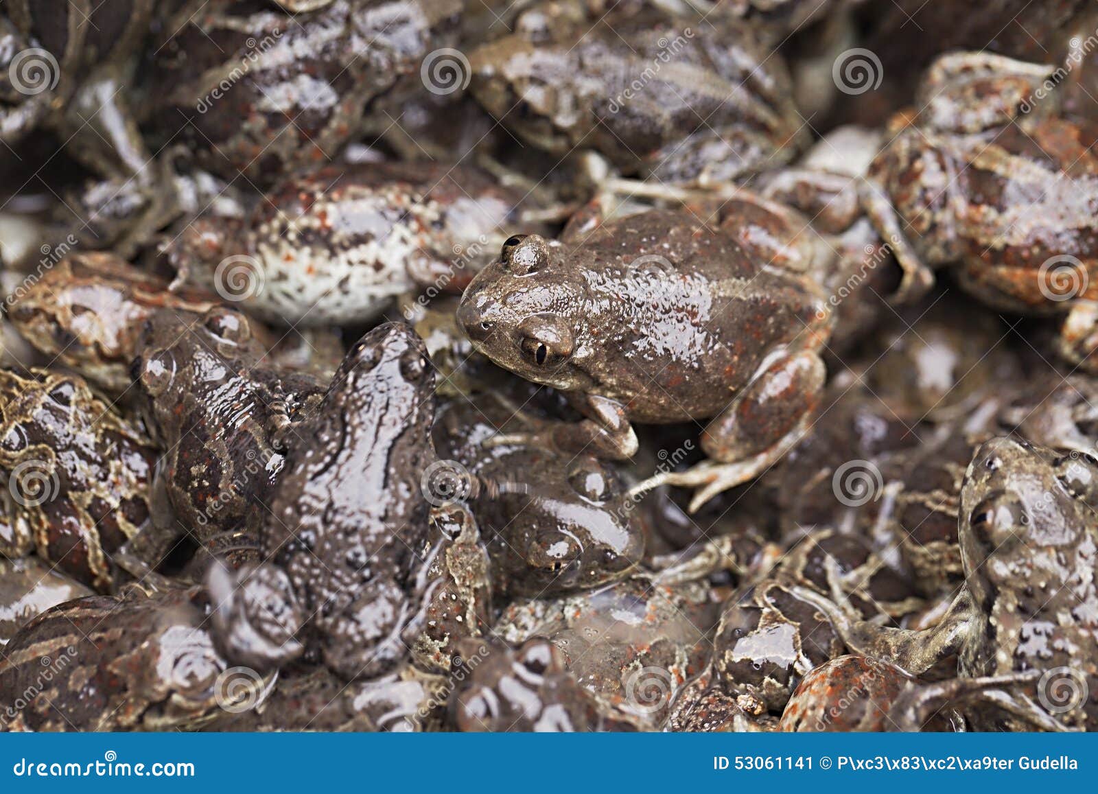 Frogs in a pile stock image. Image of brown, climb, escape - 53061141