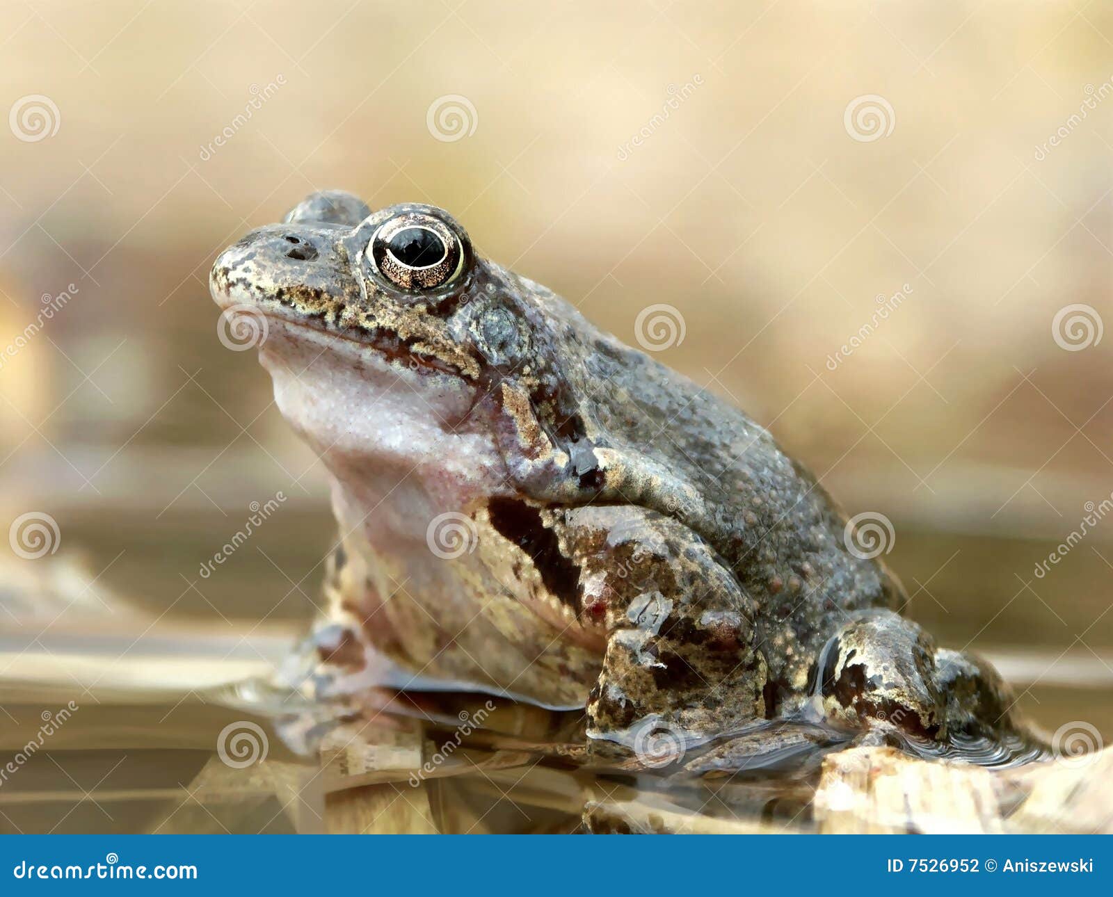 Frogs Portrait in the Forest Pond Stock Photo - Image of macro, spawn ...