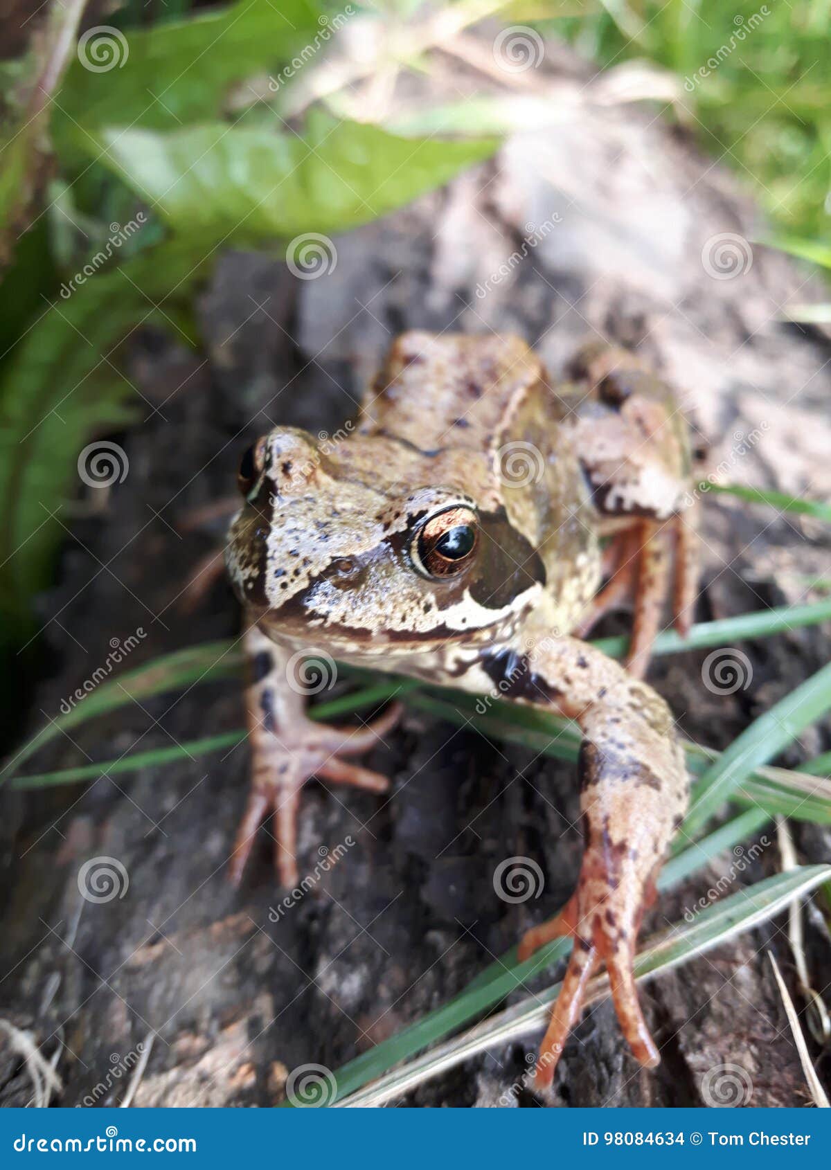 A Frogs Pose stock photo. Image of animals, frogs, countryside - 98084634