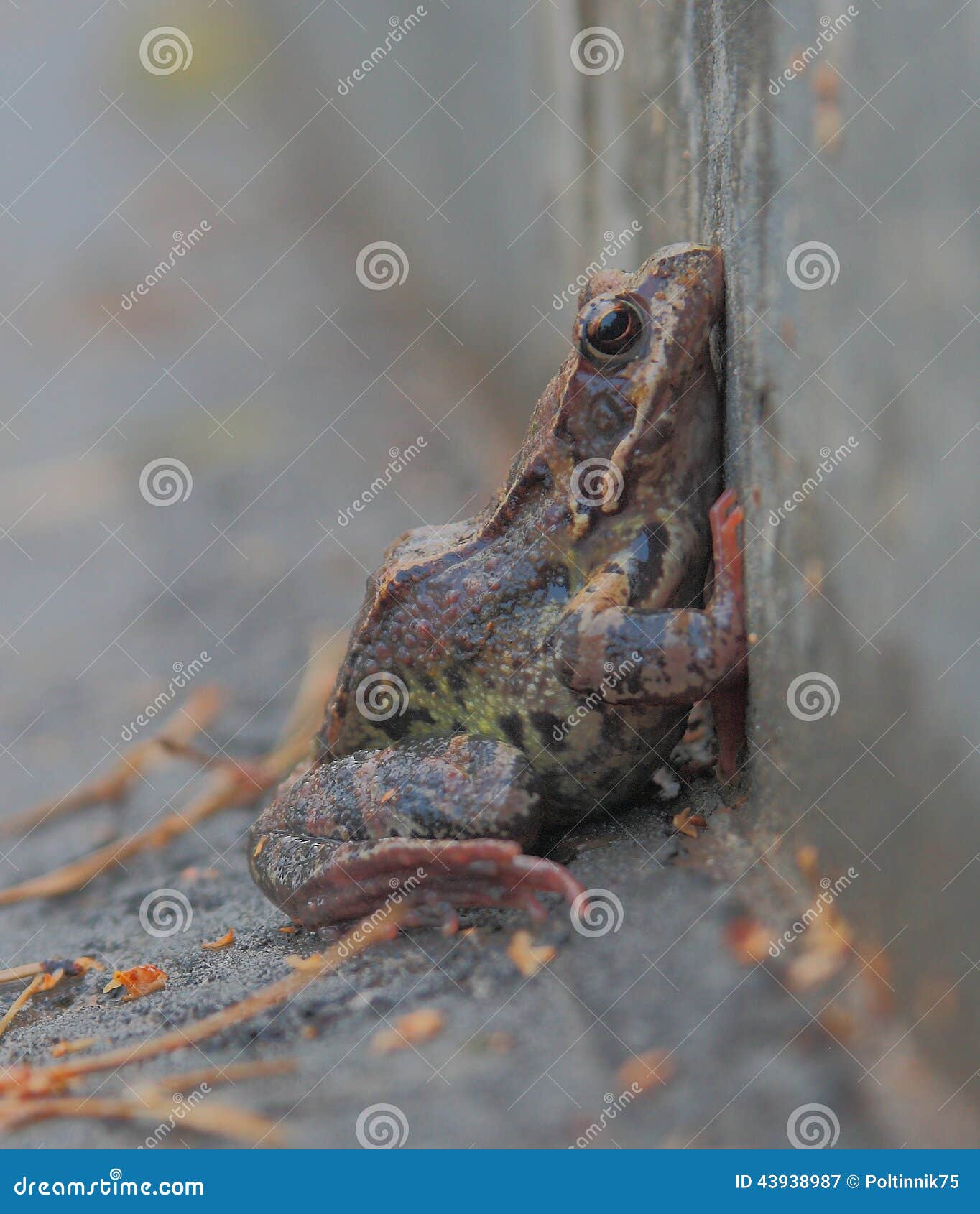 Frogs prayer stock image. Image of amphibians, river - 43938987