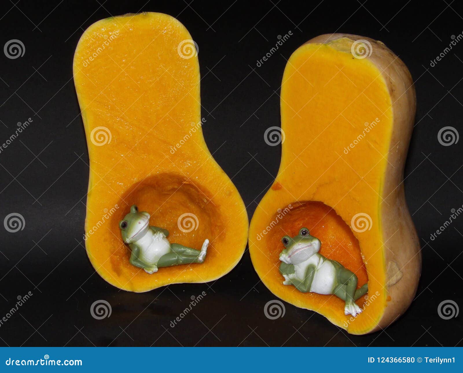 Frogs Relaxing Inside Butternut Squash Stock Photo - Image of seed ...