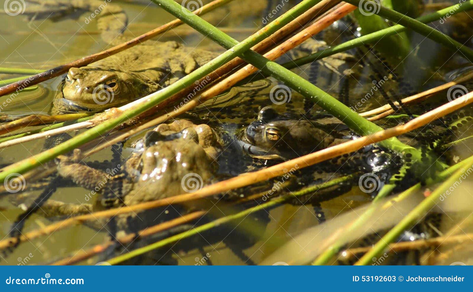 Frogs during reproduction stock video. Video of rana - 53192603