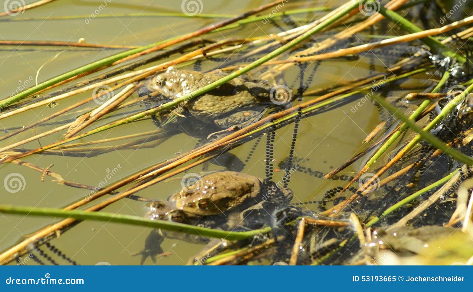 Frogs during reproduction stock video. Video of ropes - 53193665