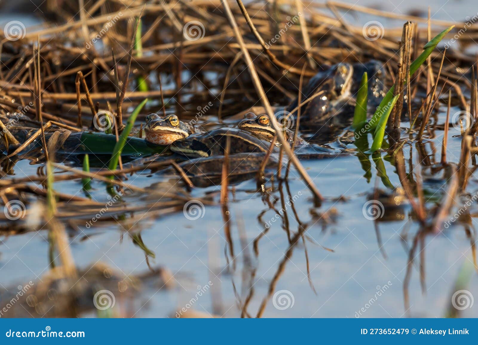 Frogs are Sitting in a Swamp Stock Image - Image of animal, bird: 273652479