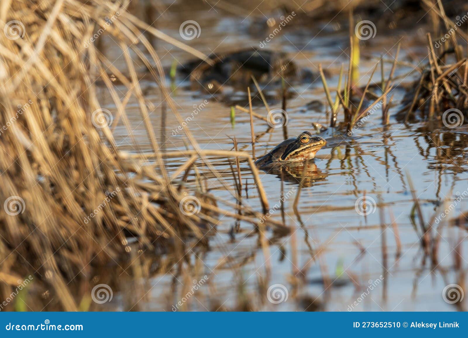Frogs are Sitting in a Swamp Stock Photo - Image of bird, nature: 273652510