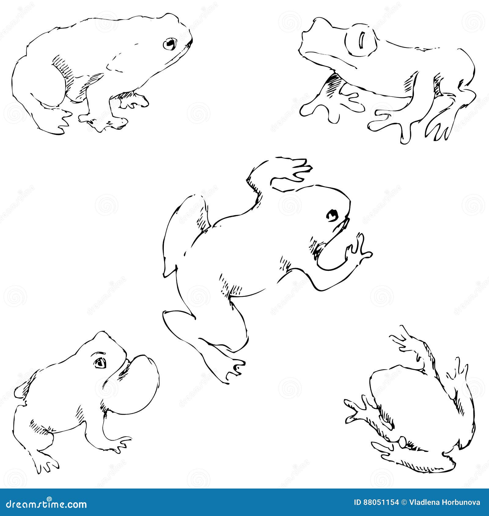 Frogs. Sketch By Hand. Pencil Drawing By Hand. Vector Image. The Image ...