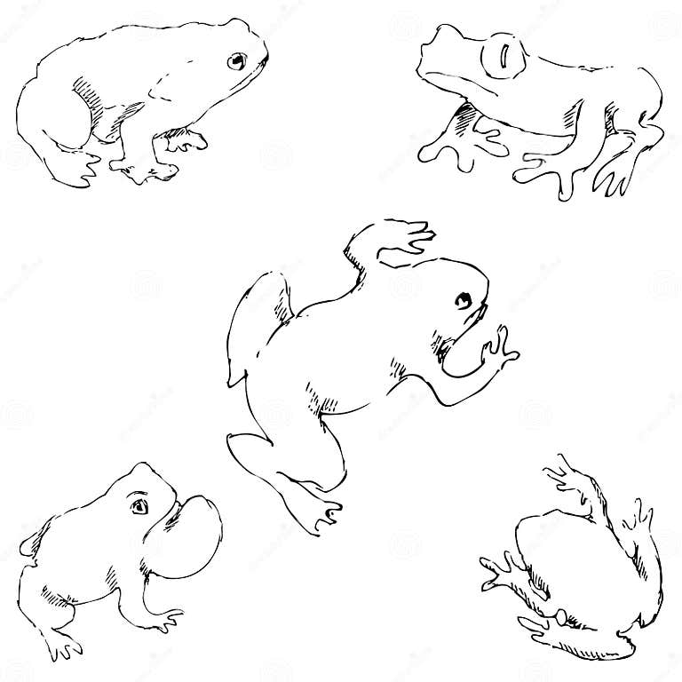 Frogs. Sketch by Hand. Pencil Drawing by Hand. Vector Image Stock ...