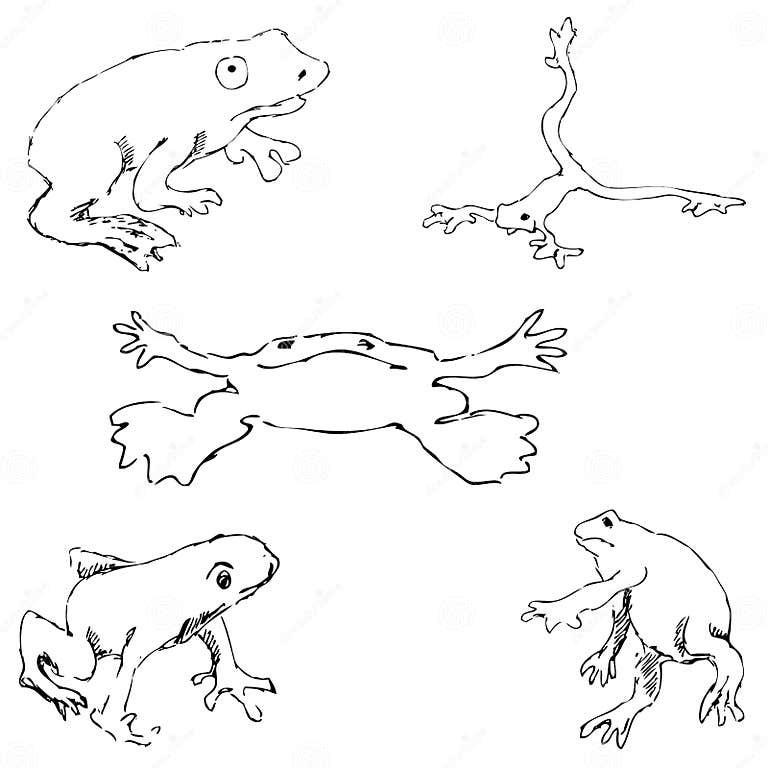 Frogs. Sketch by Hand. Pencil Drawing by Hand. Vector Image Stock ...