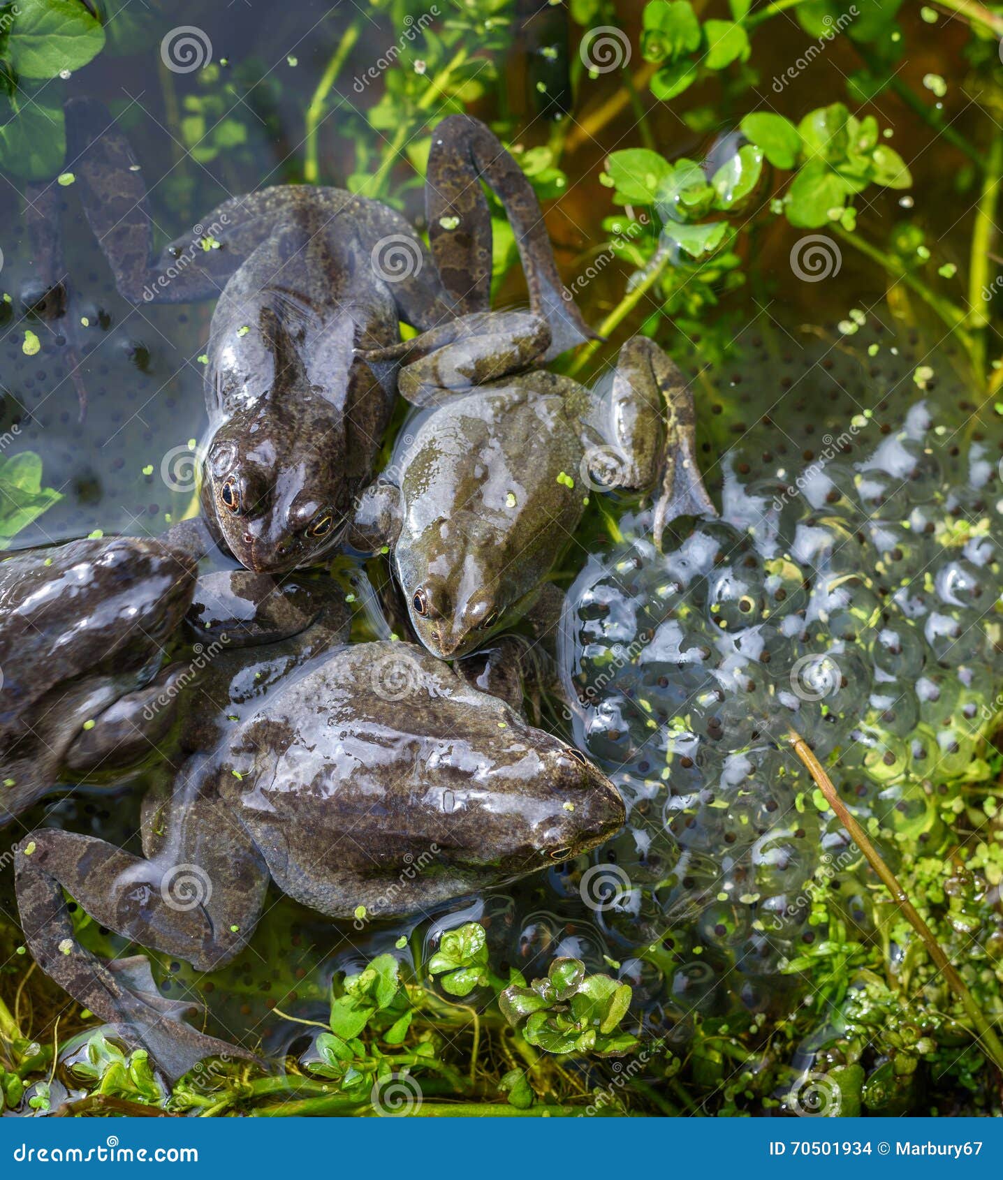 Frogs and Spawn stock photo. Image of wildlife, water - 70501934