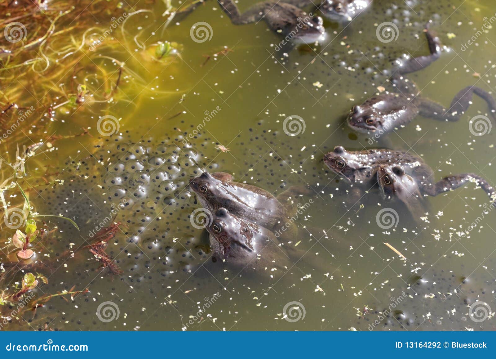 Frogs Spawn In The Pond. Frog Mating Season Royalty-Free Stock ...