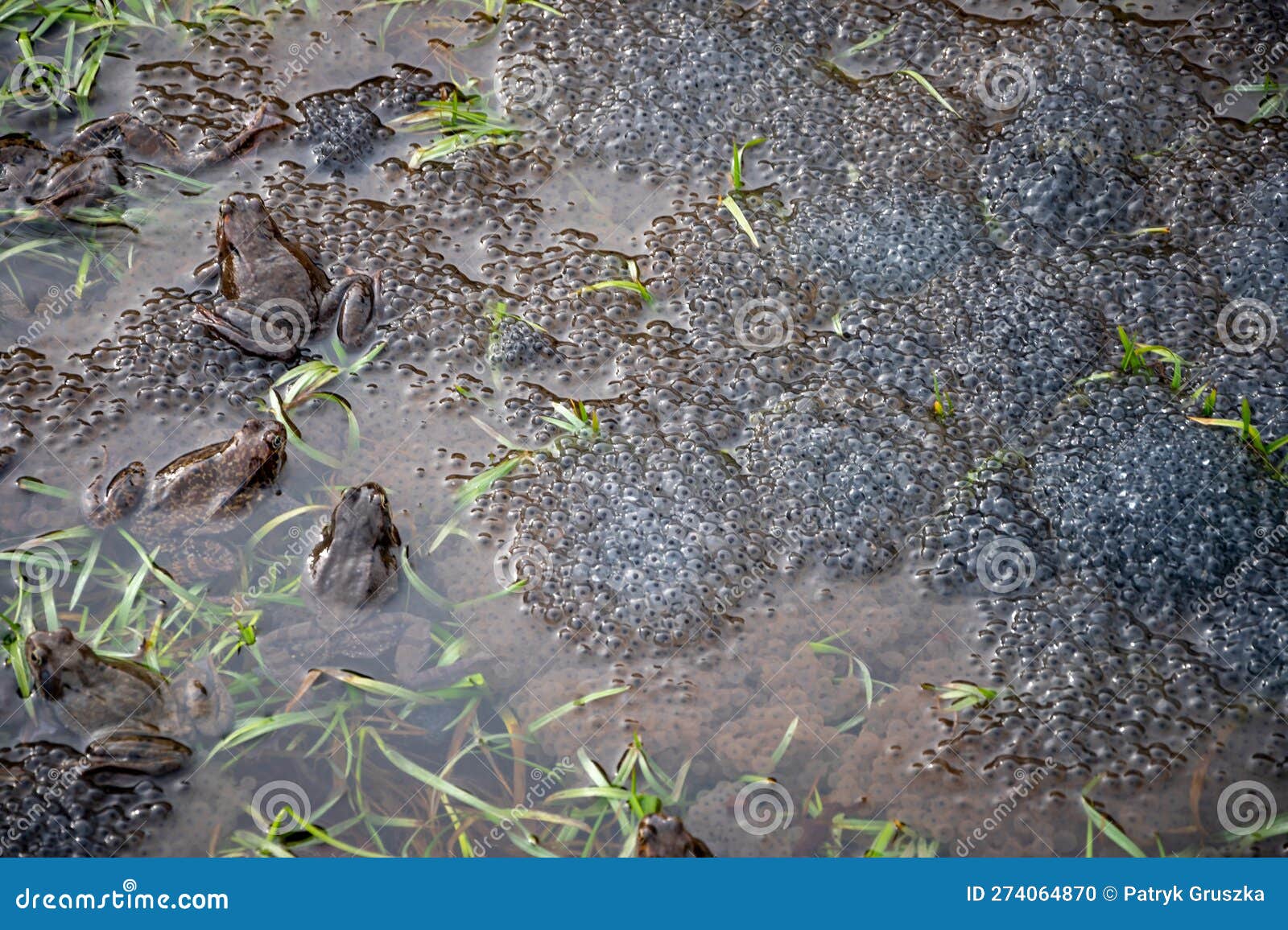 Frogs Spawn in the Pond. Frog Mating Season Stock Photo - Image of ...