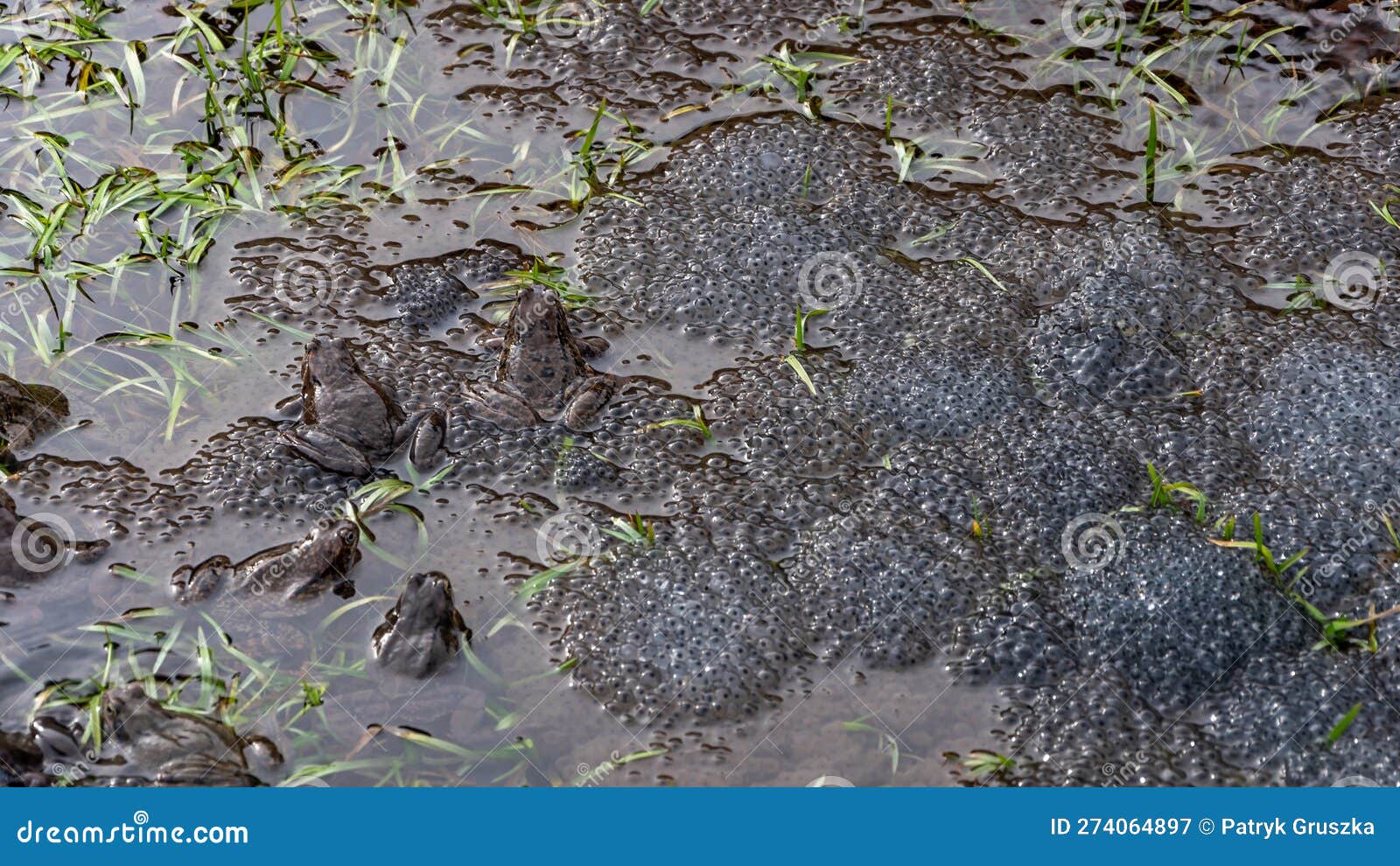 Frogs Spawn in the Pond. Frog Mating Season Stock Image - Image of ...
