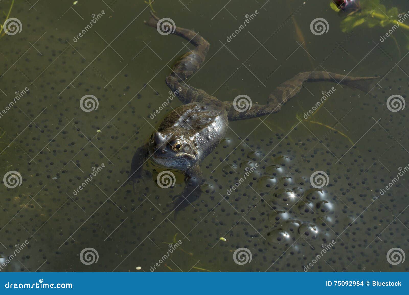 Frogs and spawn on pond stock photo. Image of nature - 75092984