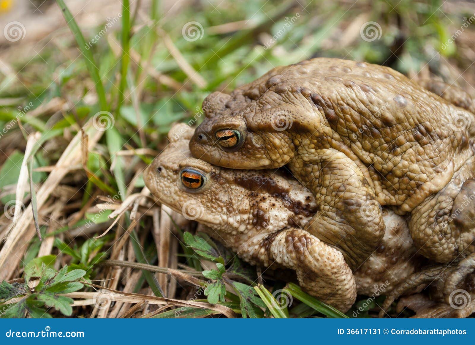 Frogs stock image. Image of croak, amphibians, jump, life - 36617131