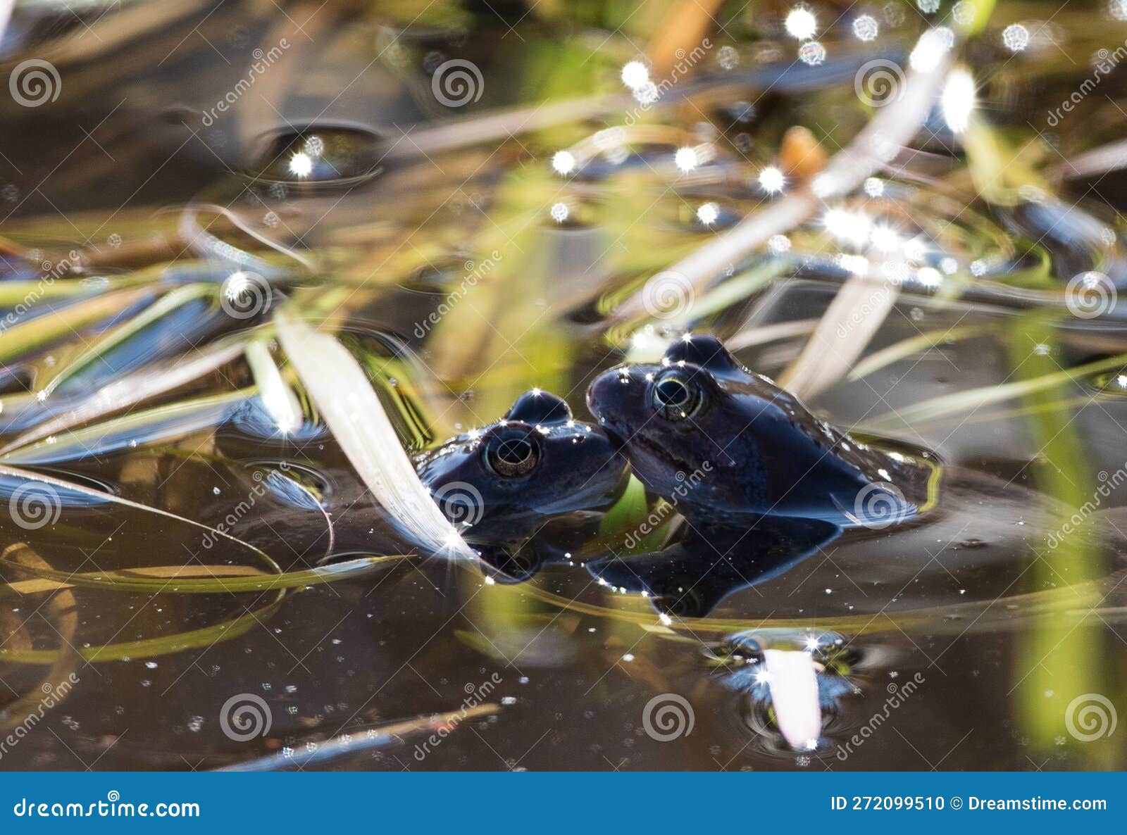 Frogs during Spring Mating Season Stock Photo - Image of garden, frog ...