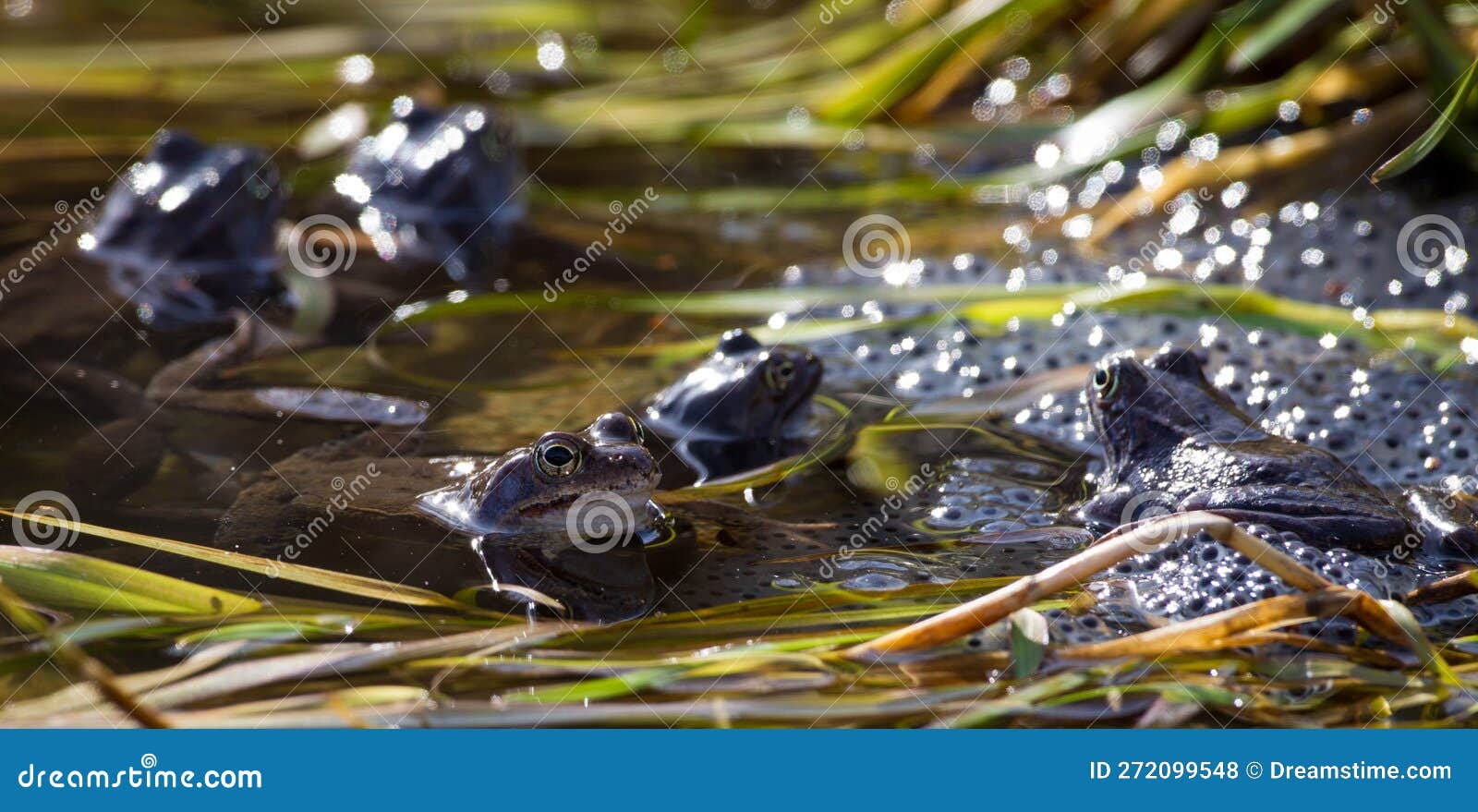 Frogs during Spring Mating Season Stock Photo - Image of lake, holiday ...