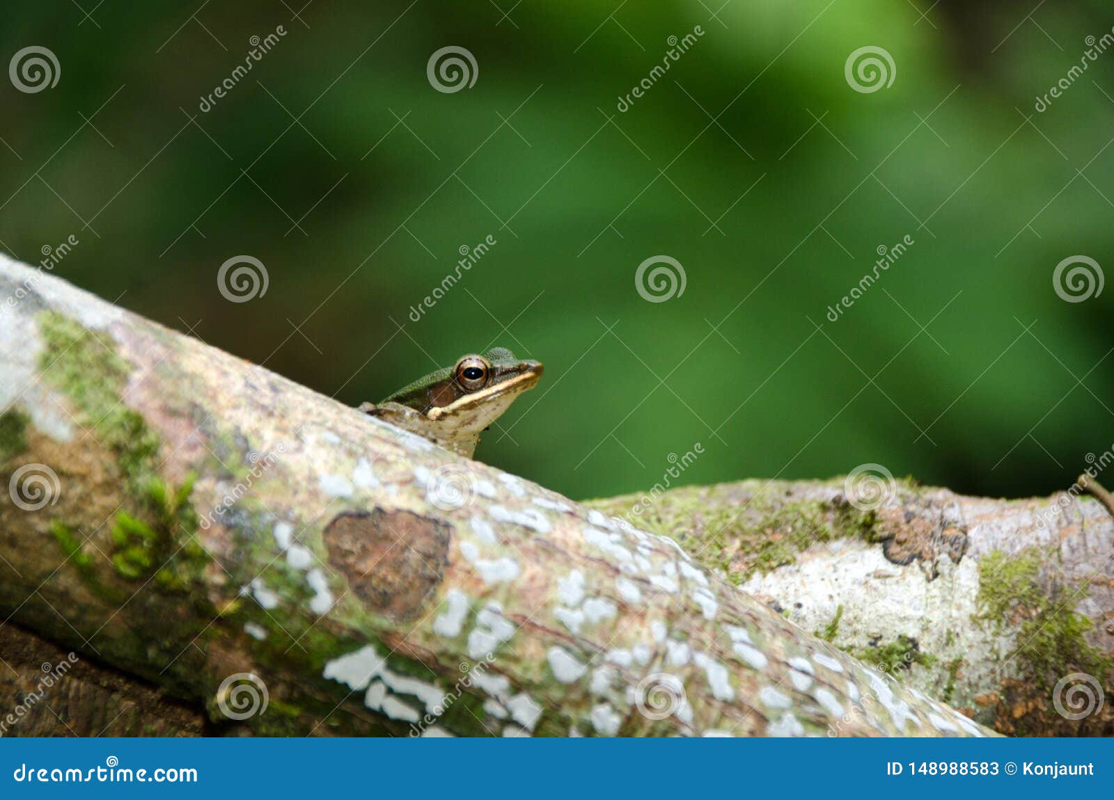 Frogs Stick on the Branches Stock Image - Image of atlantic, life ...