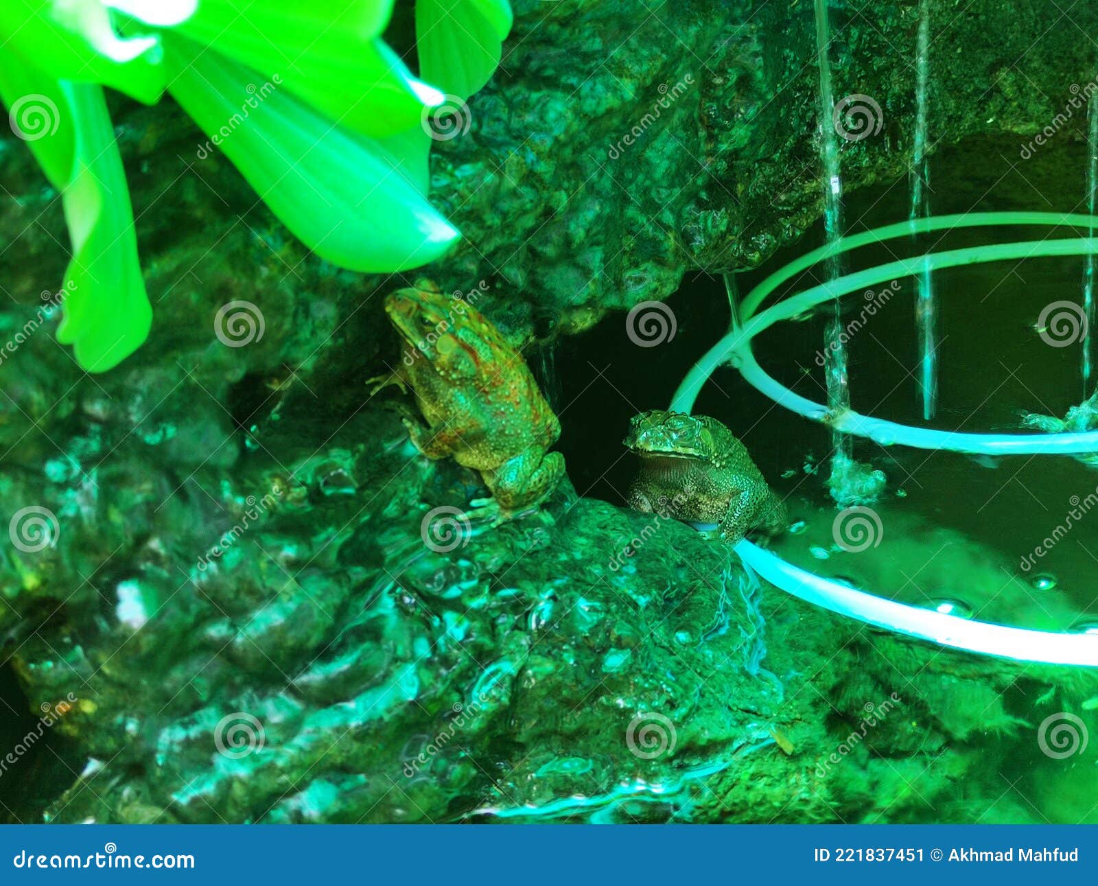 The Frogs are Sunbathing on the Rock Pool Stock Image - Image of algae ...