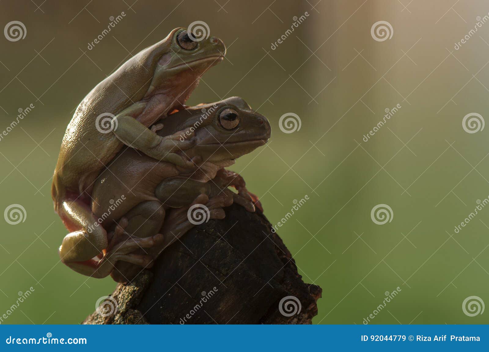 Frogs sunbathing stock image. Image of little, sunlight - 92044779