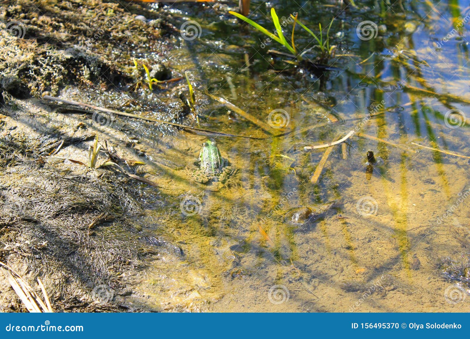 Frogs in the swamp stock photo. Image of amphibious - 156495370