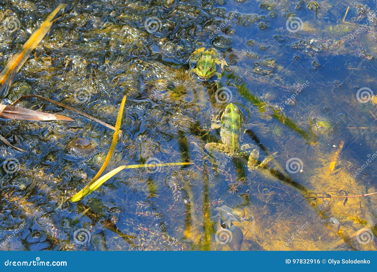 Frogs in the swamp stock photo. Image of fauna, float - 97832916