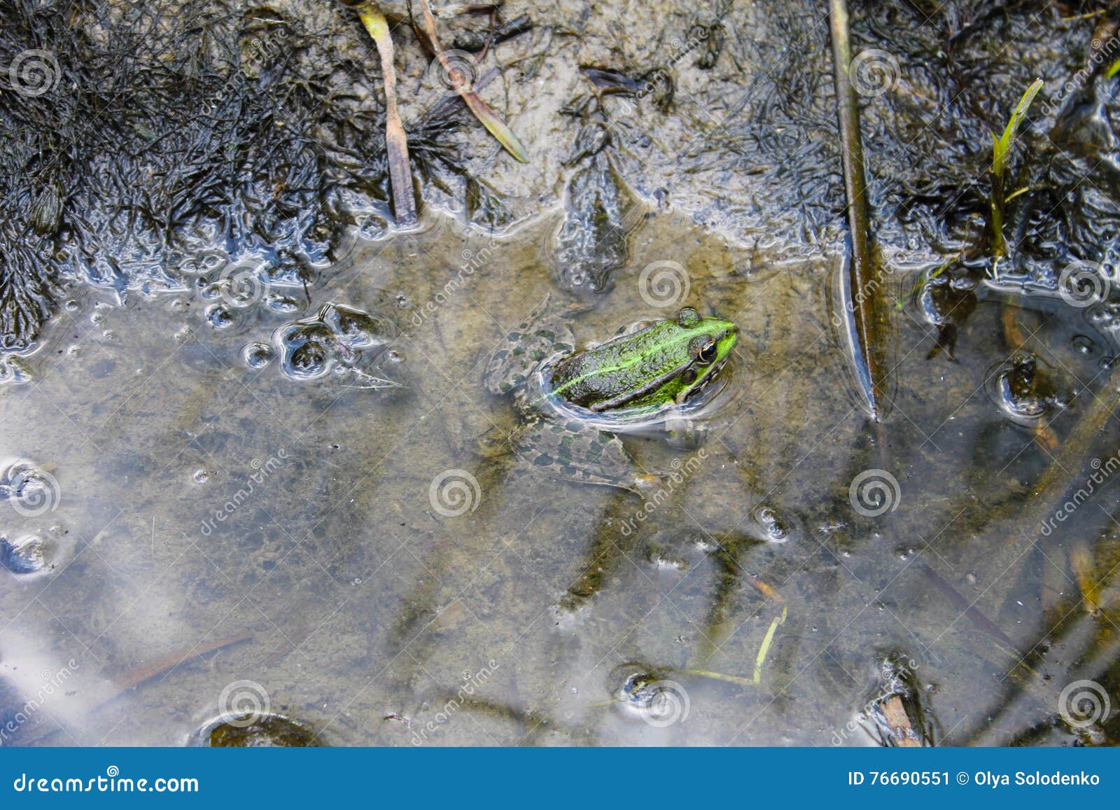 Frogs in the swamp stock image. Image of bullfrog, amphibian - 76690551