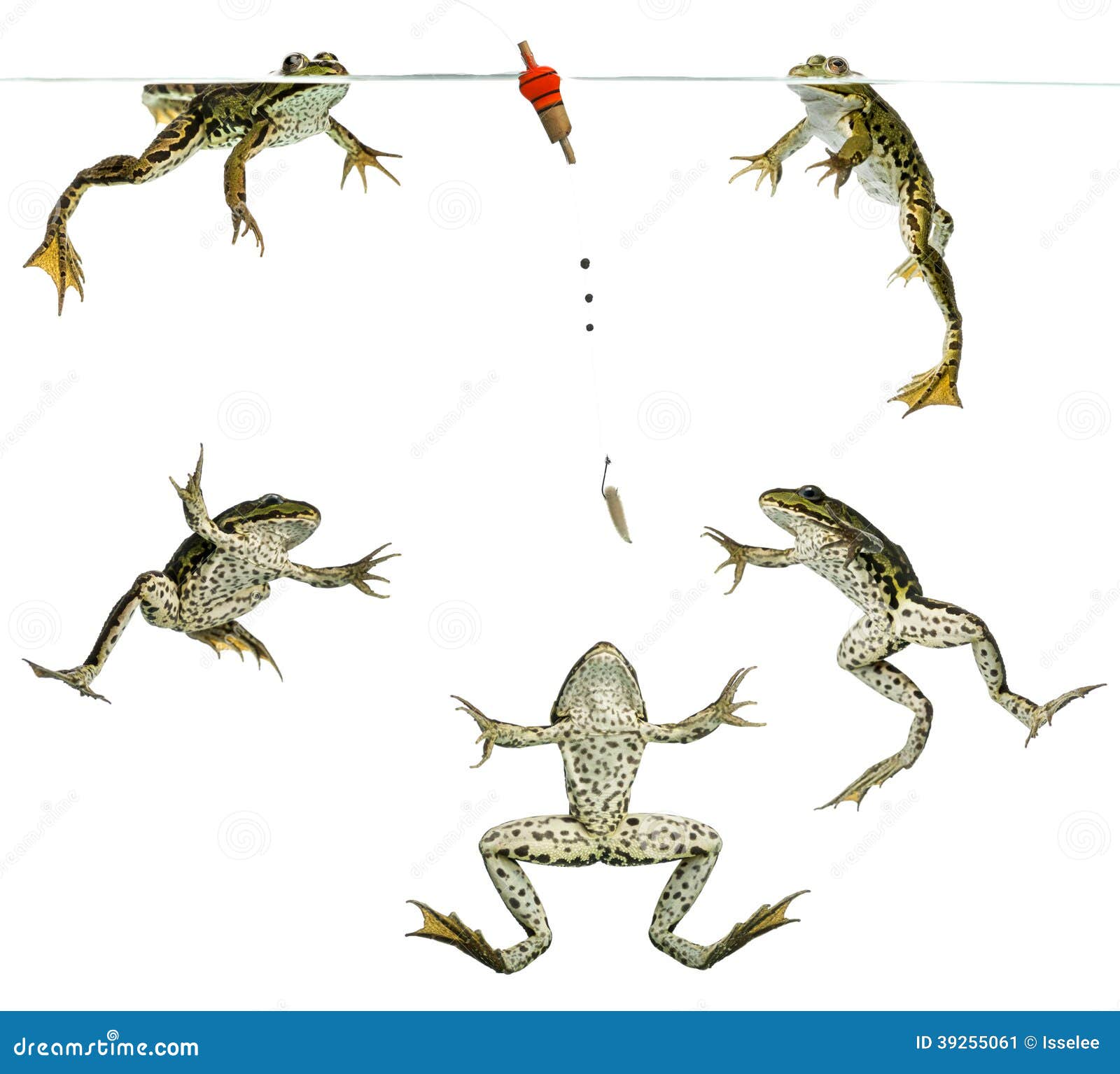 Frogs Swimming Around a Float Stock Image - Image of common, green ...