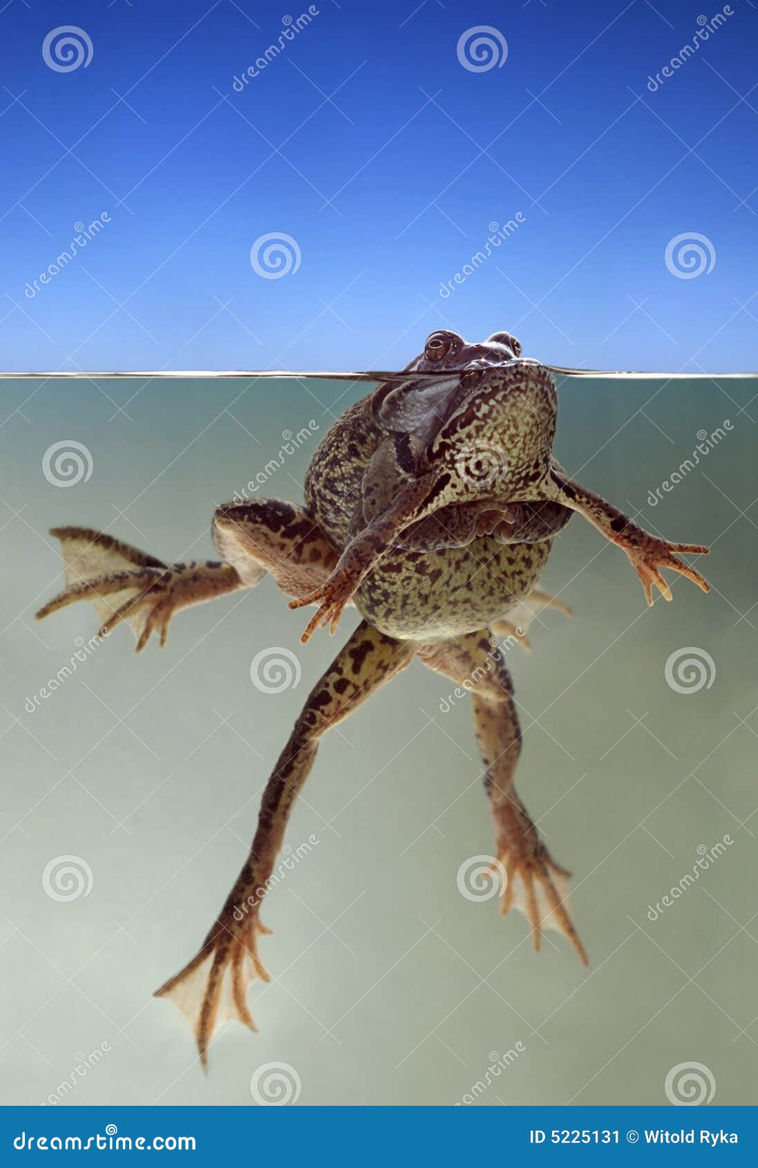 Frogs swimming in water stock image. Image of webbed, closeup - 5225131