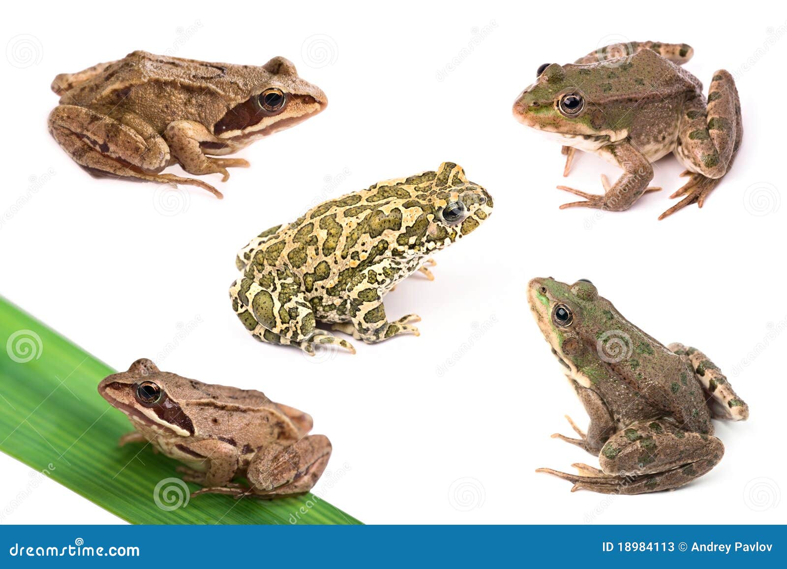 764 Toad Tail Stock Photos - Free & Royalty-Free Stock Photos from ...