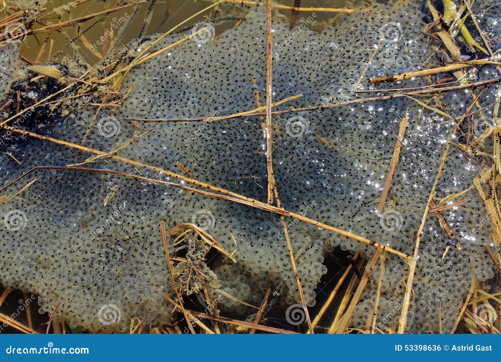 Frogs and Toads Spawn in a Lake Stock Photo - Image of close, amphibian ...