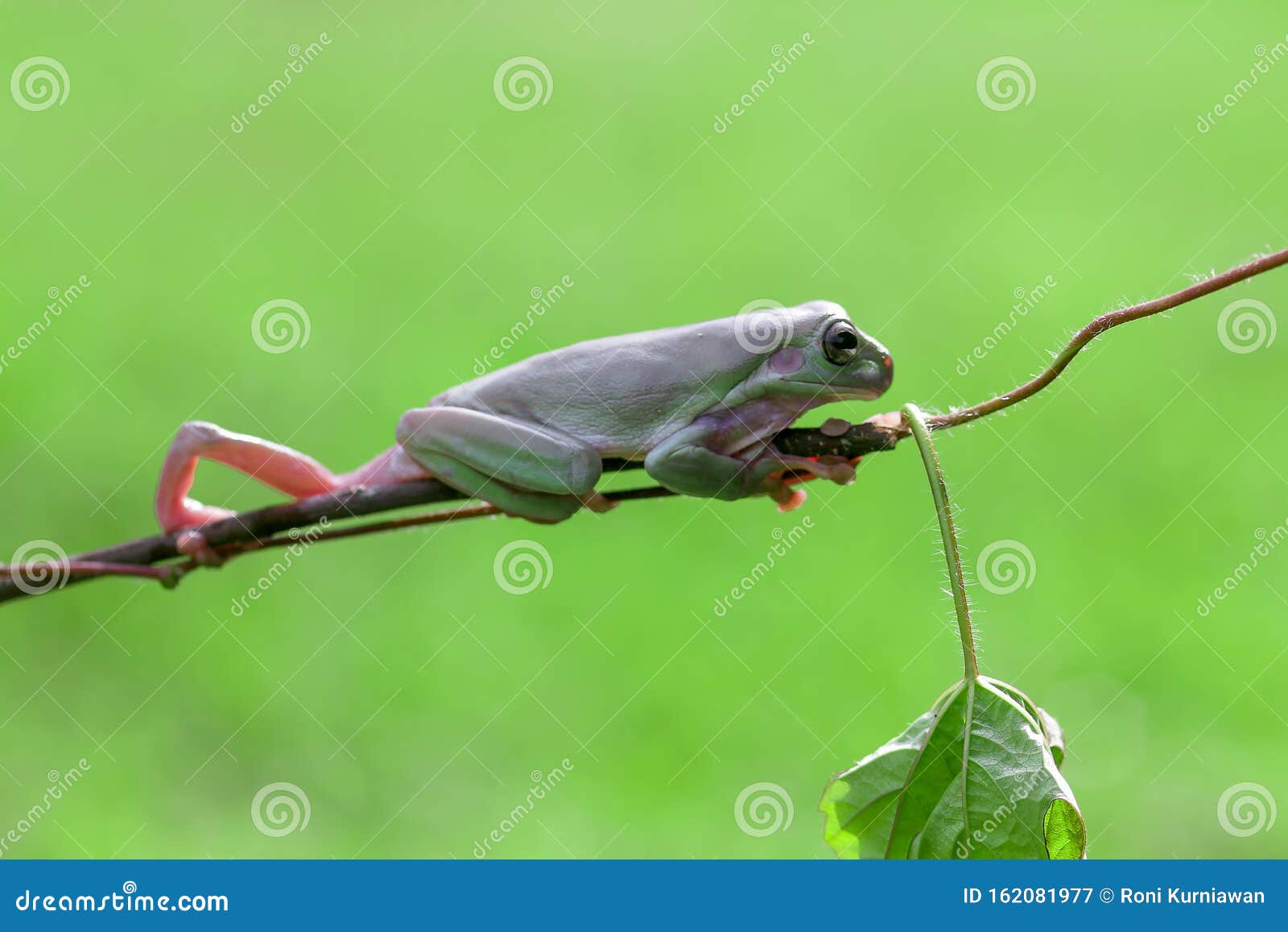 Frogs, Tree Frogs and Mantis on Wood Stock Image - Image of frogs ...