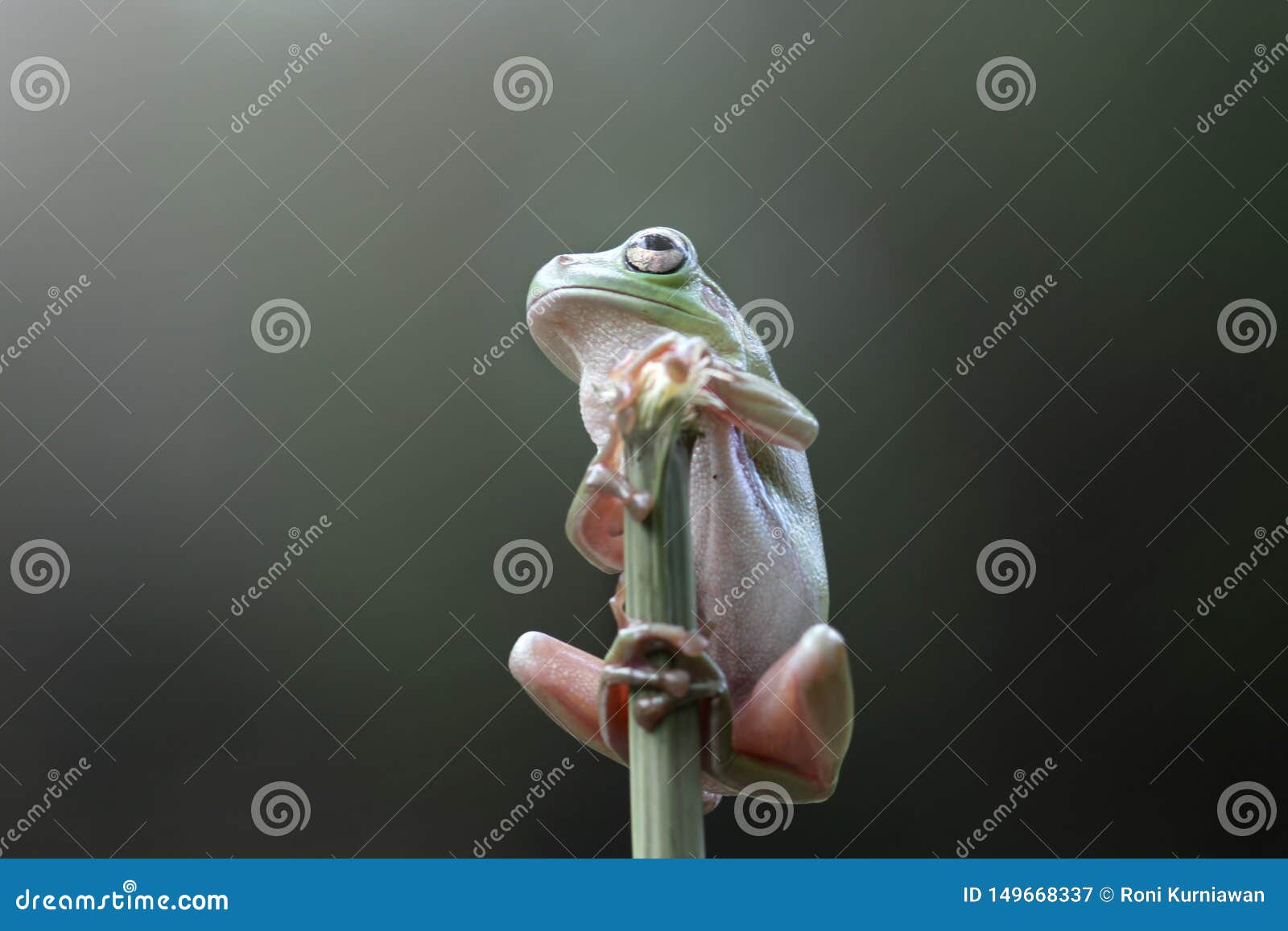 Frogs, tree frogs on twigs stock image. Image of indonesia - 149668337