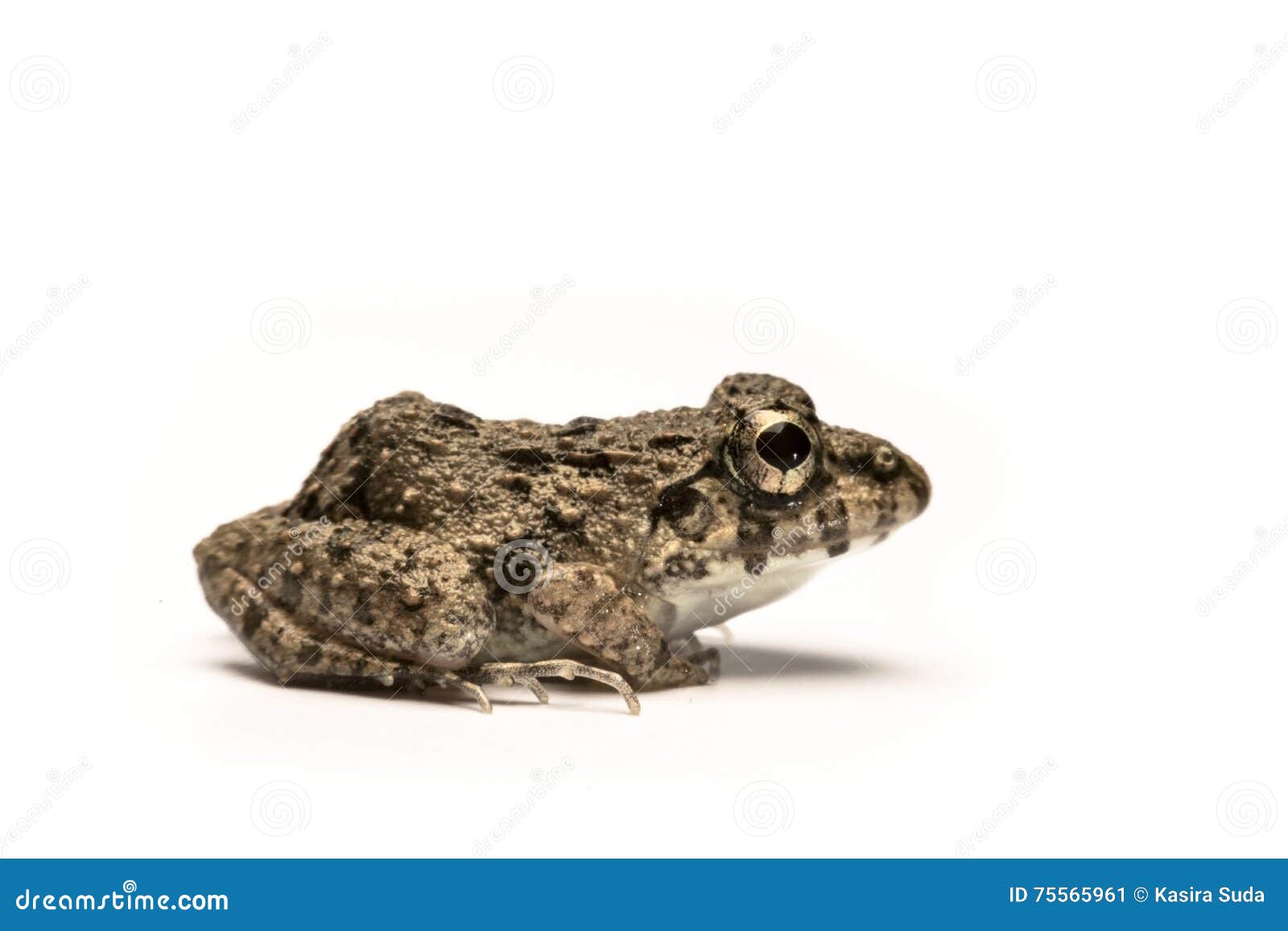 Frogs White Background, Close-up, Macro Photos Stock Image - Image of ...