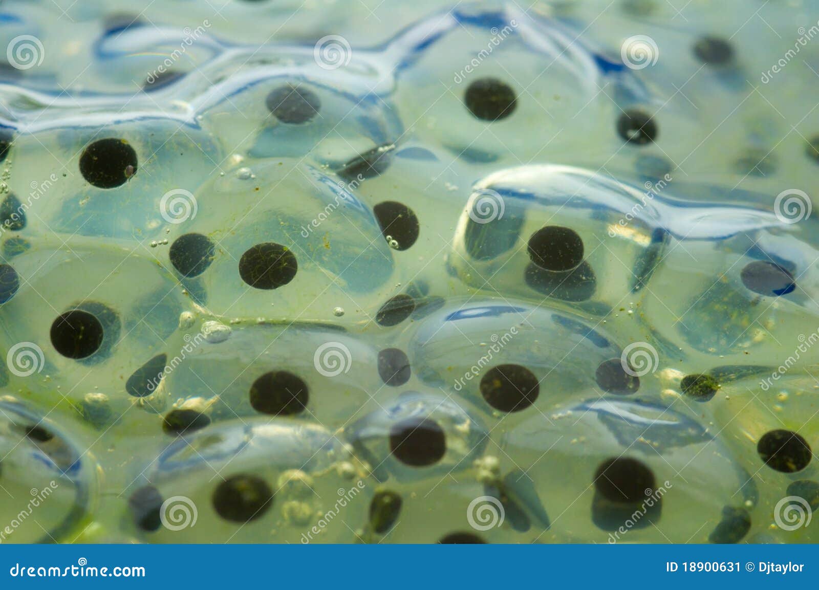 Frogspawn close-up stock image. Image of spring, amphibian - 18900631