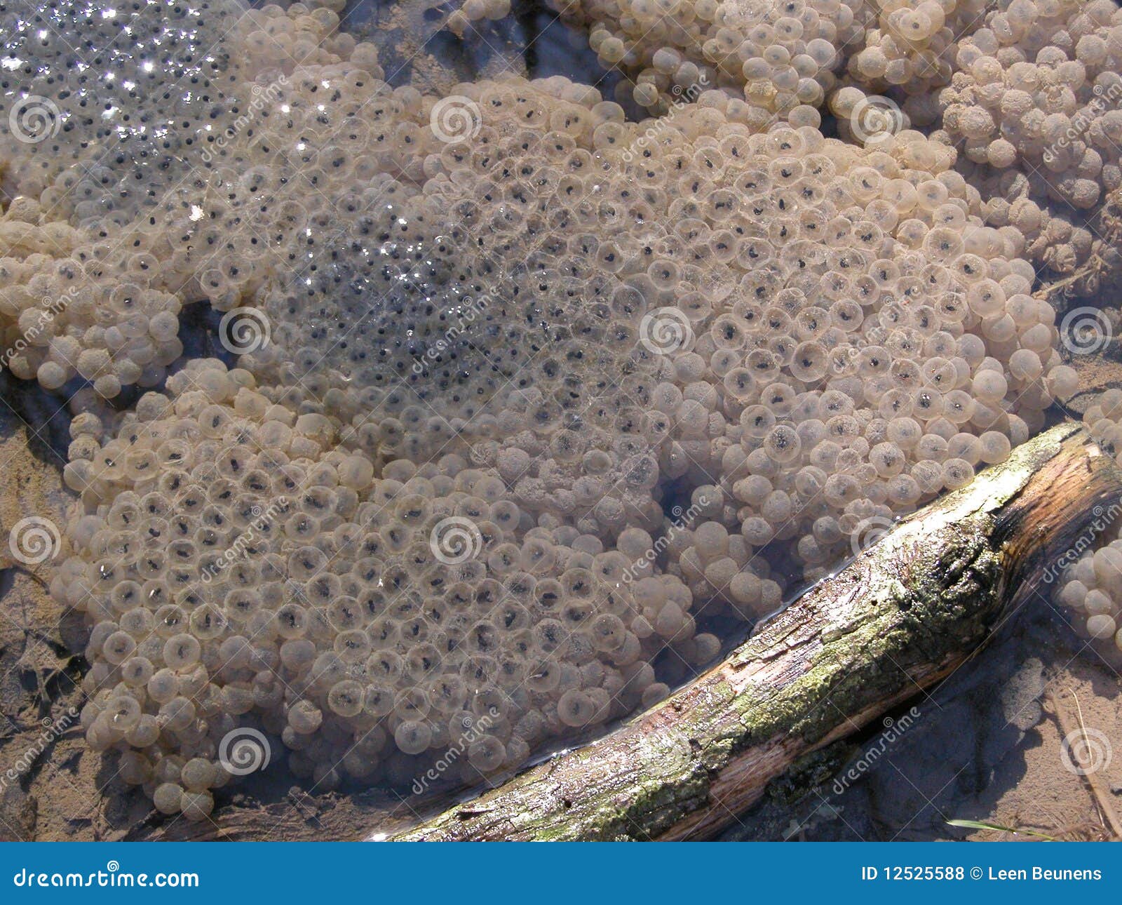 Frogspawn com filial foto de stock. Imagem de verde, vara - 12525588