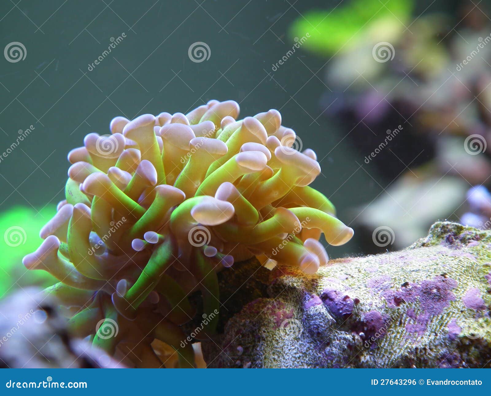 Frogspawn coral stock photo. Image of frog, green, salt - 27643296
