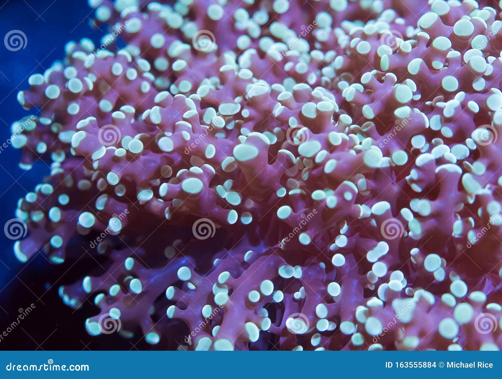 Frogspawn coral background stock photo. Image of tentacle - 163555884