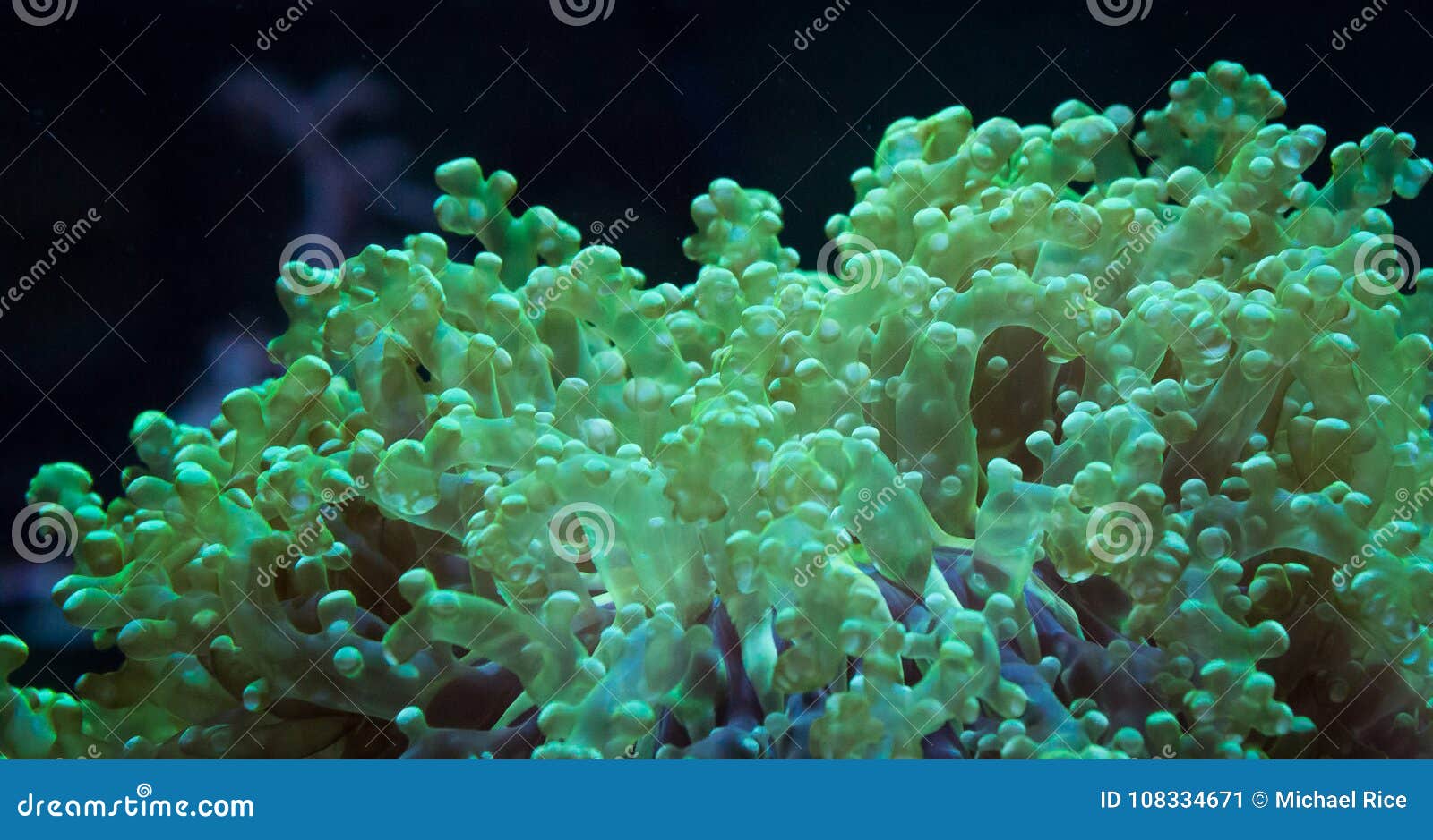 Frogspawn Coral stock image. Image of coral, saltwater - 108334671