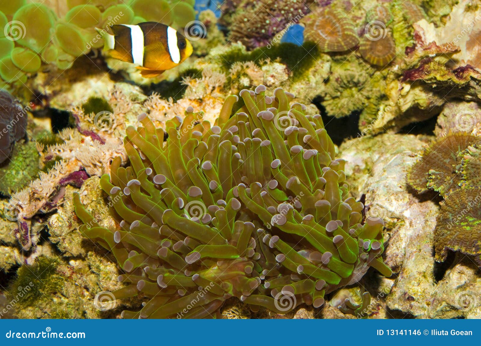 Frogspawn Coral (Polyp) stock photo. Image of euphyllia - 13141146