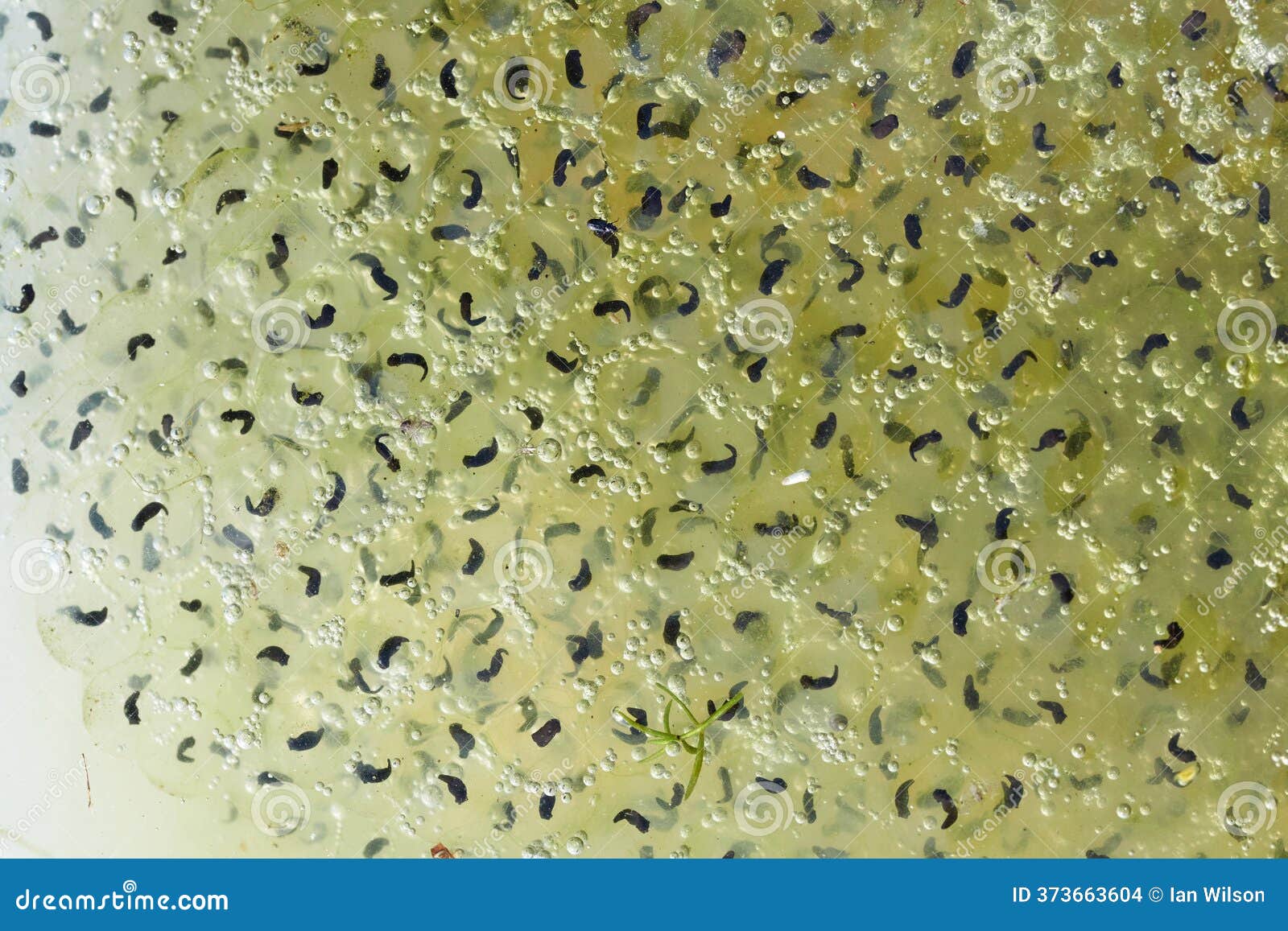 Tadpoles Stock Photography | CartoonDealer.com #36293432