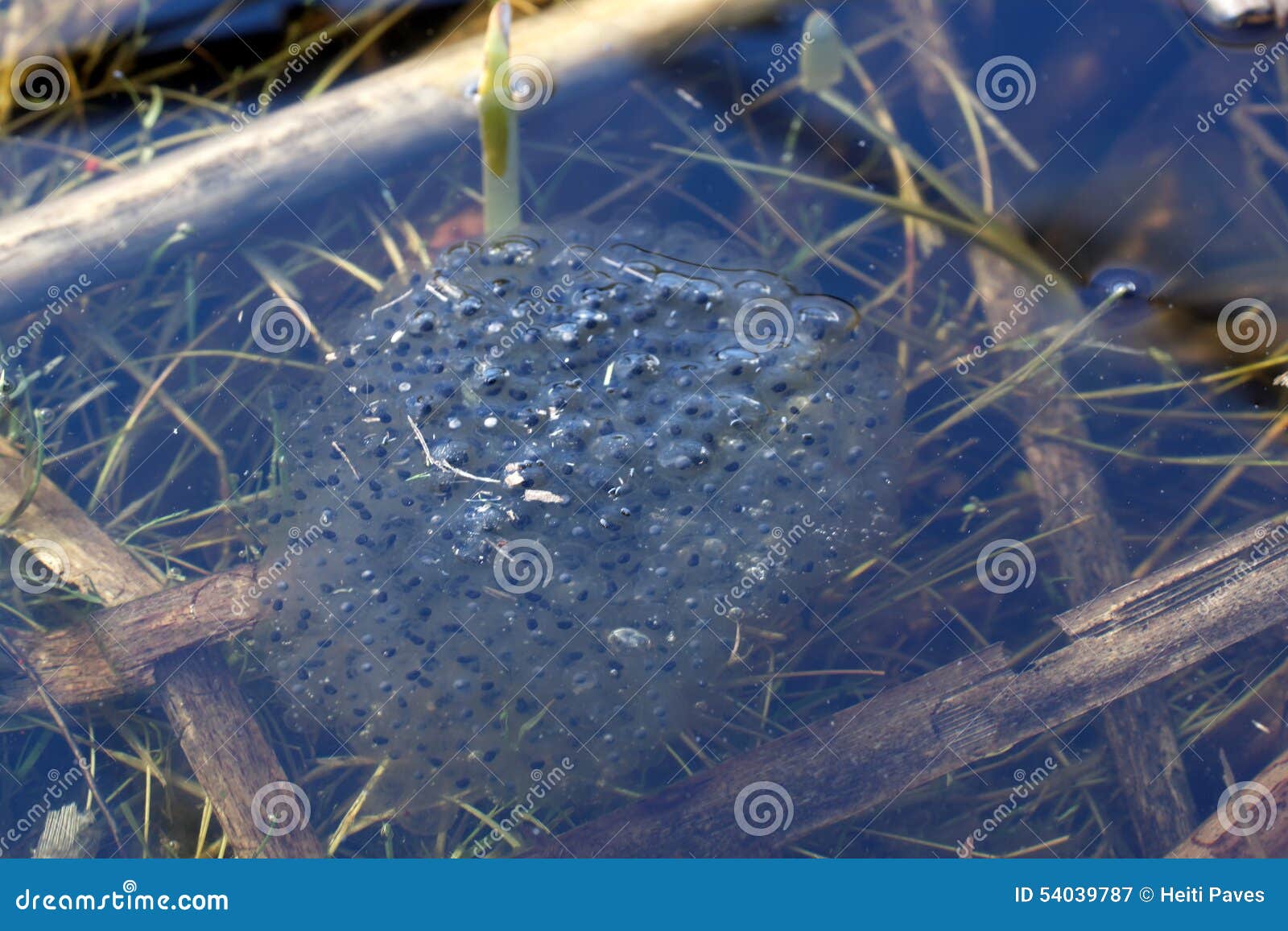 Frogspawn in a Little Pond, End Stock Image - Image of amphibia ...