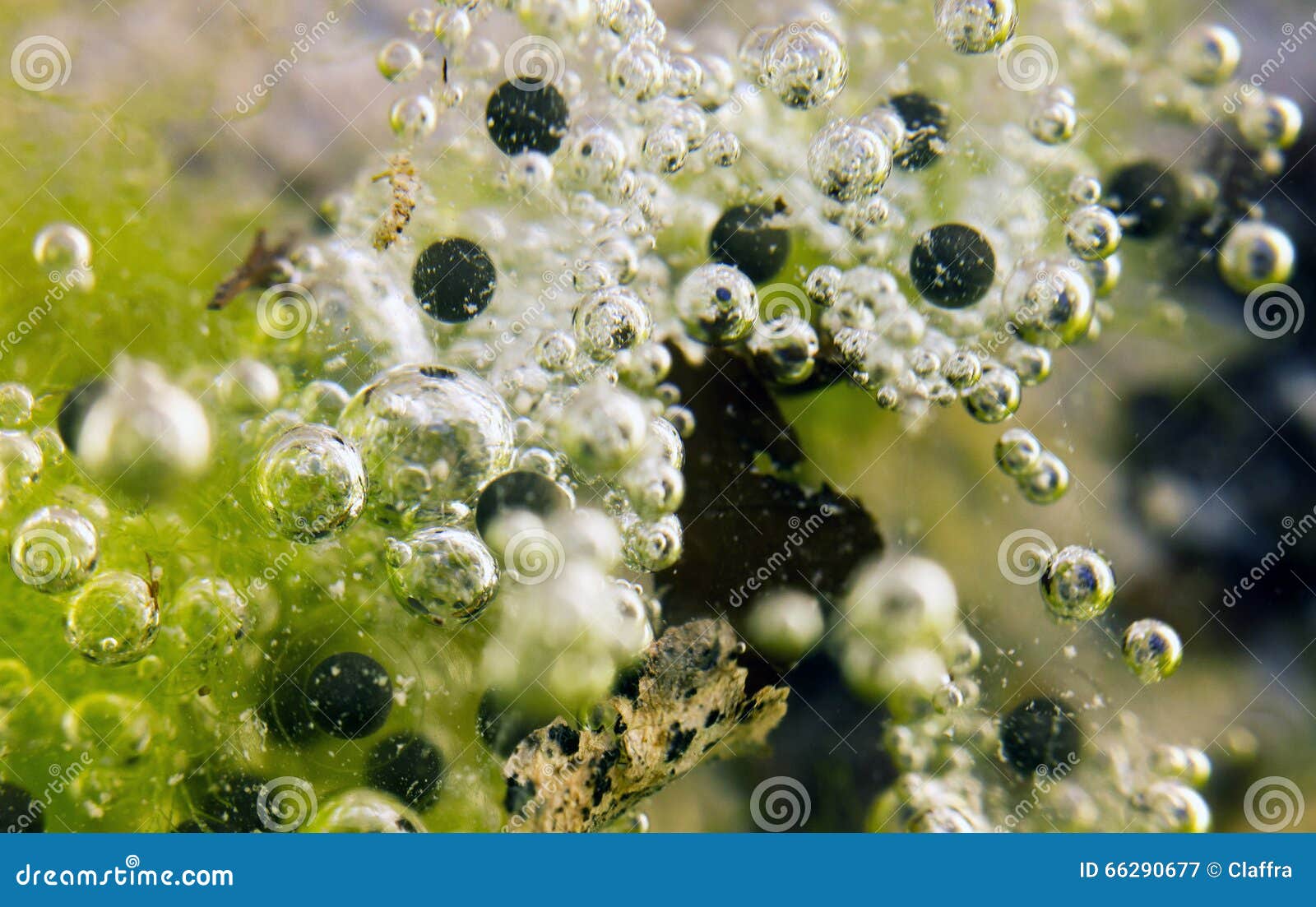 Frogspawn stock image. Image of reproductive, green, frogspawn - 66290677