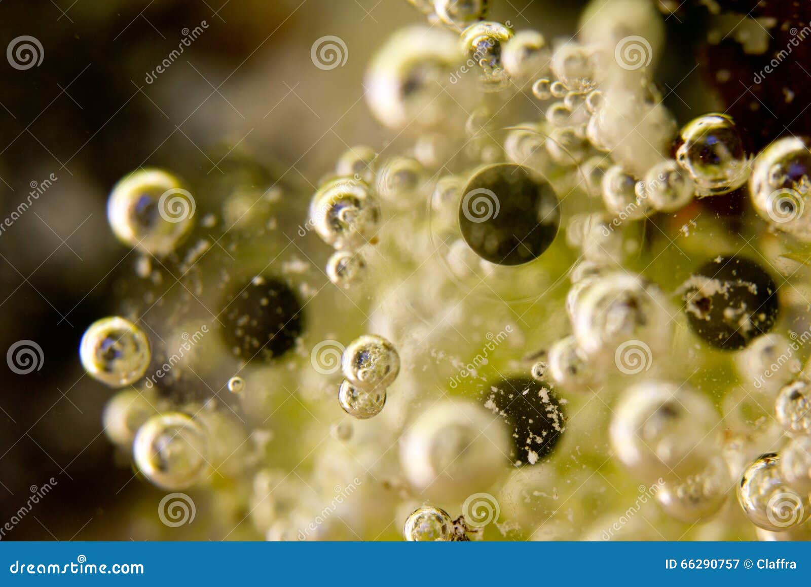 Frogspawn stock image. Image of hatch, fertile, pond - 66290757