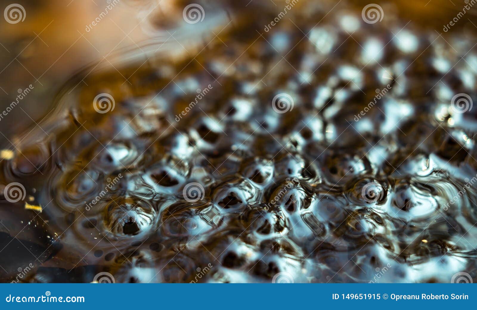 Frogspawn in a Pond Above Water Stock Image - Image of cute, eggs ...