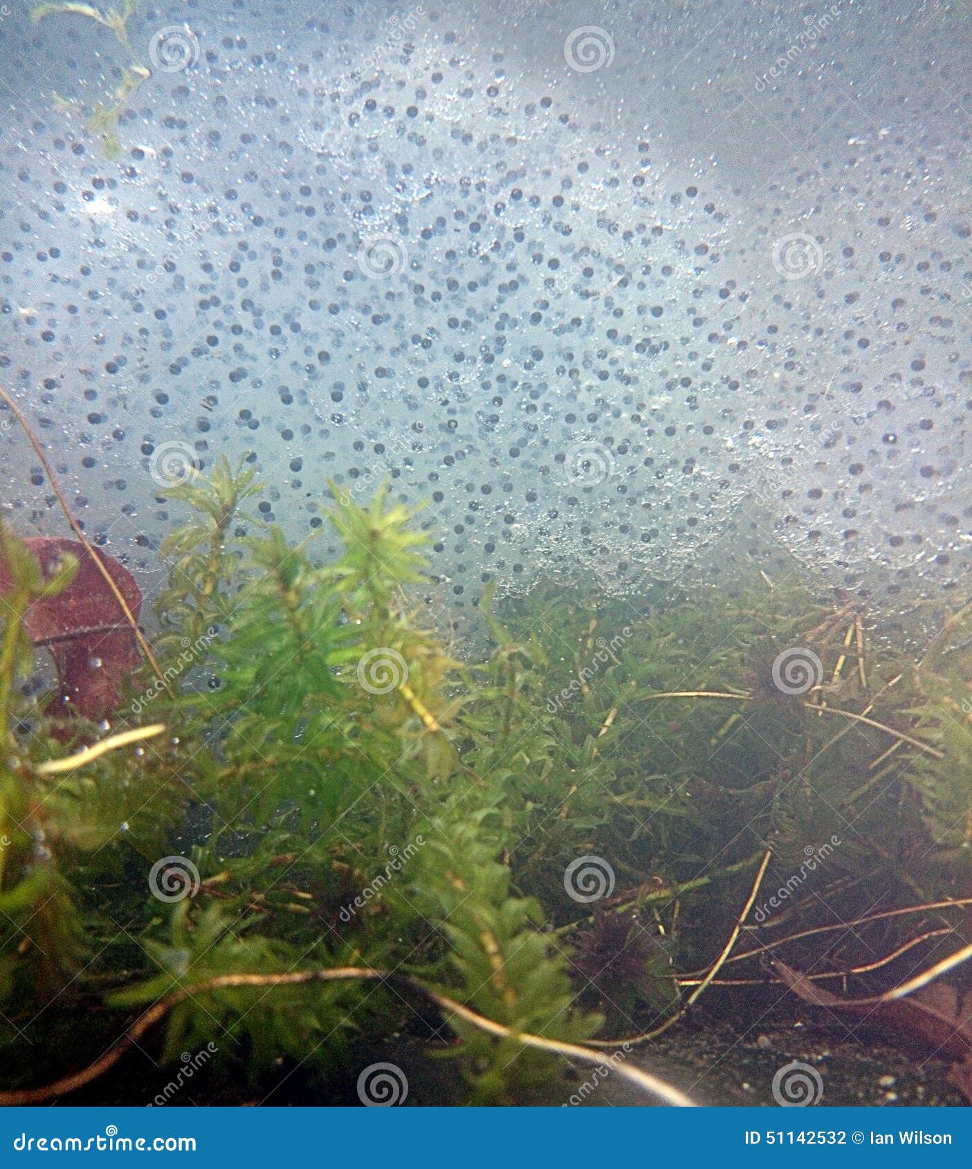 Frogspawn - Underwater View Stock Photo - Image of frogspawn, life ...