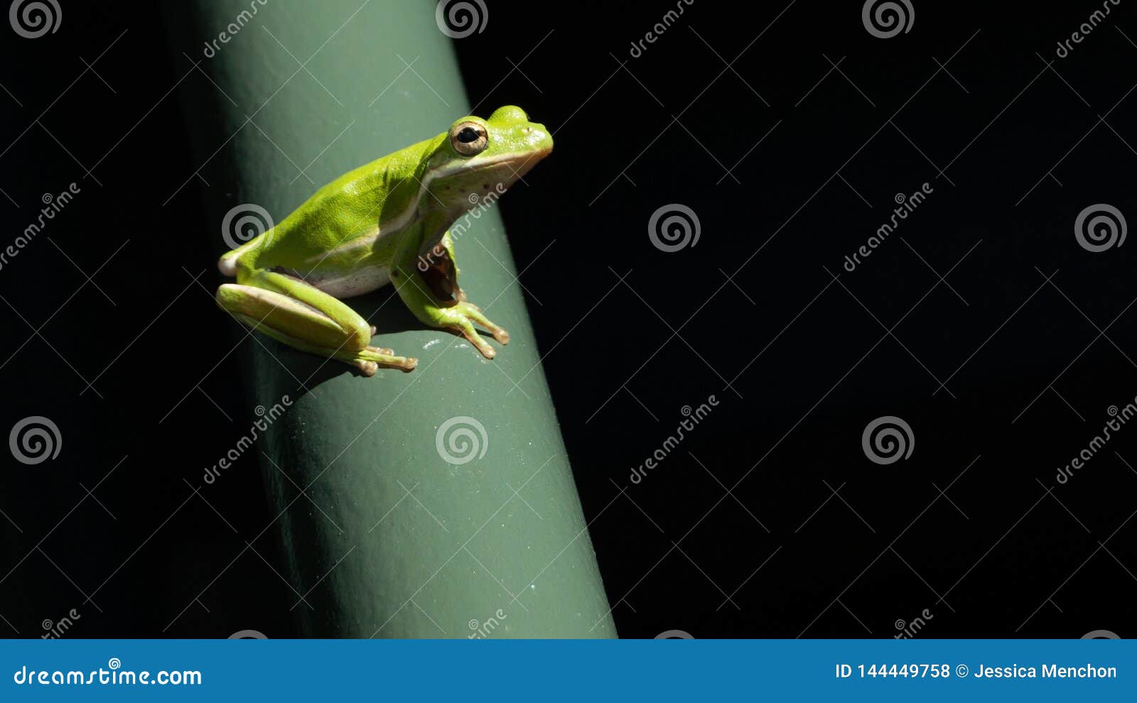 Elegant Sun-Kissed Frog in Suburban Environment Stock Photo - Image of ...