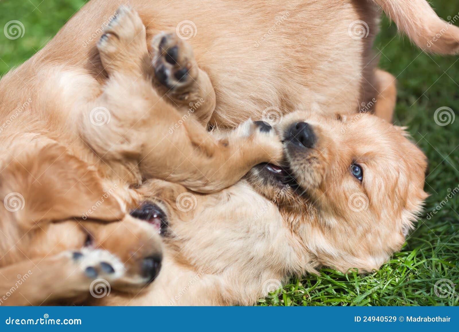 Frolic puppies stock image. Image of cute, lying, gnaw - 24940529